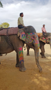 Why I Didn’t Enjoy Elephant Interactions In Jaipur - Where in the World ...