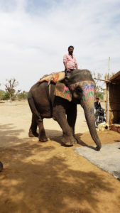 Why I Didn’t Enjoy Elephant Interactions In Jaipur - Where in the World ...