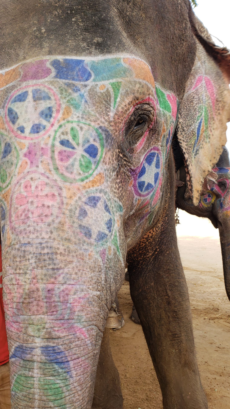 Why I Didn’t Enjoy Elephant Interactions In Jaipur - Where in the World ...