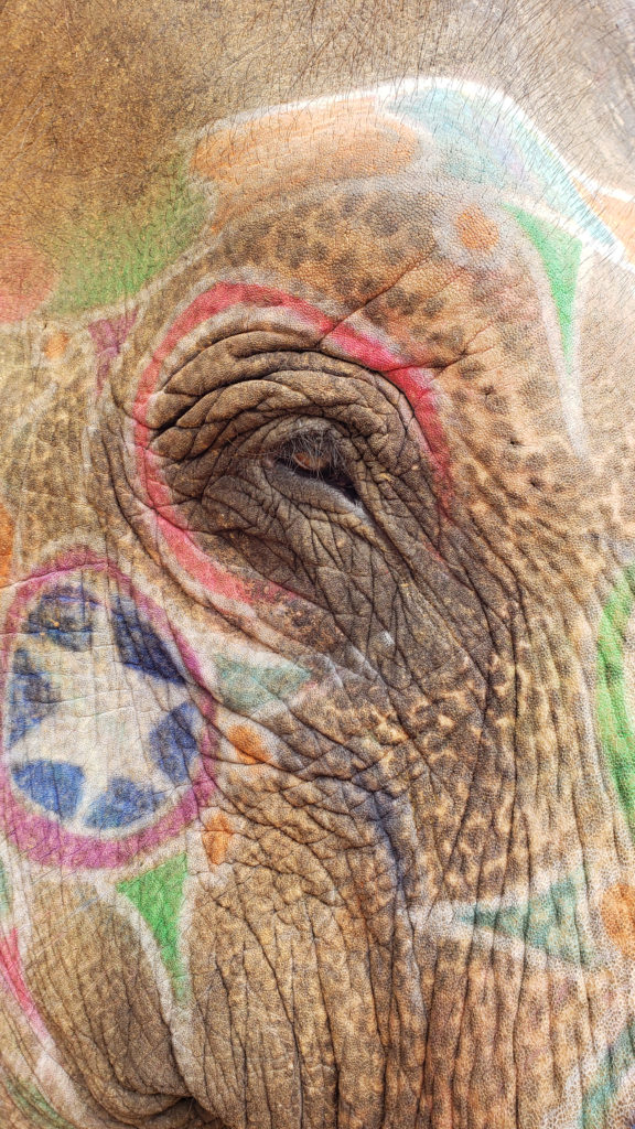 Why I Didn’t Enjoy Elephant Interactions In Jaipur - Where in the World ...