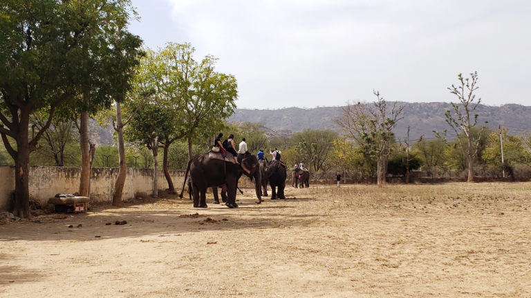 Why I Didn’t Enjoy Elephant Interactions In Jaipur - Where in the World ...