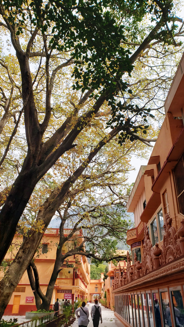 Visiting Rishikesh – Everything You Need To Know Before You Go - Where ...